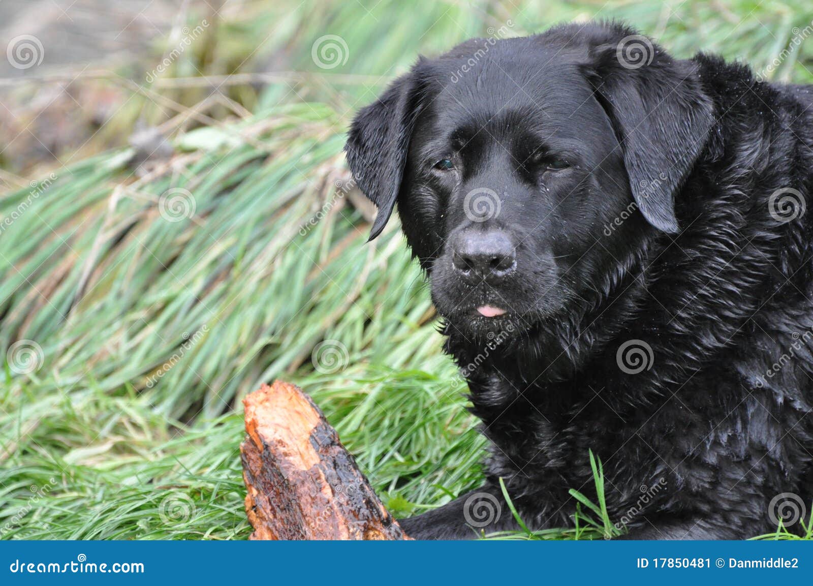 Labrador preto com vara imagem de stock. Imagem de grama - 17850481