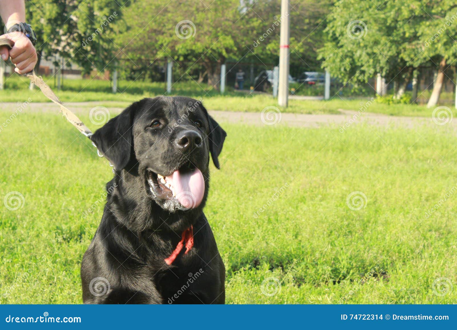 imagens de stock Labrador Preto Grande - Baixe 1,143 Royalty Free