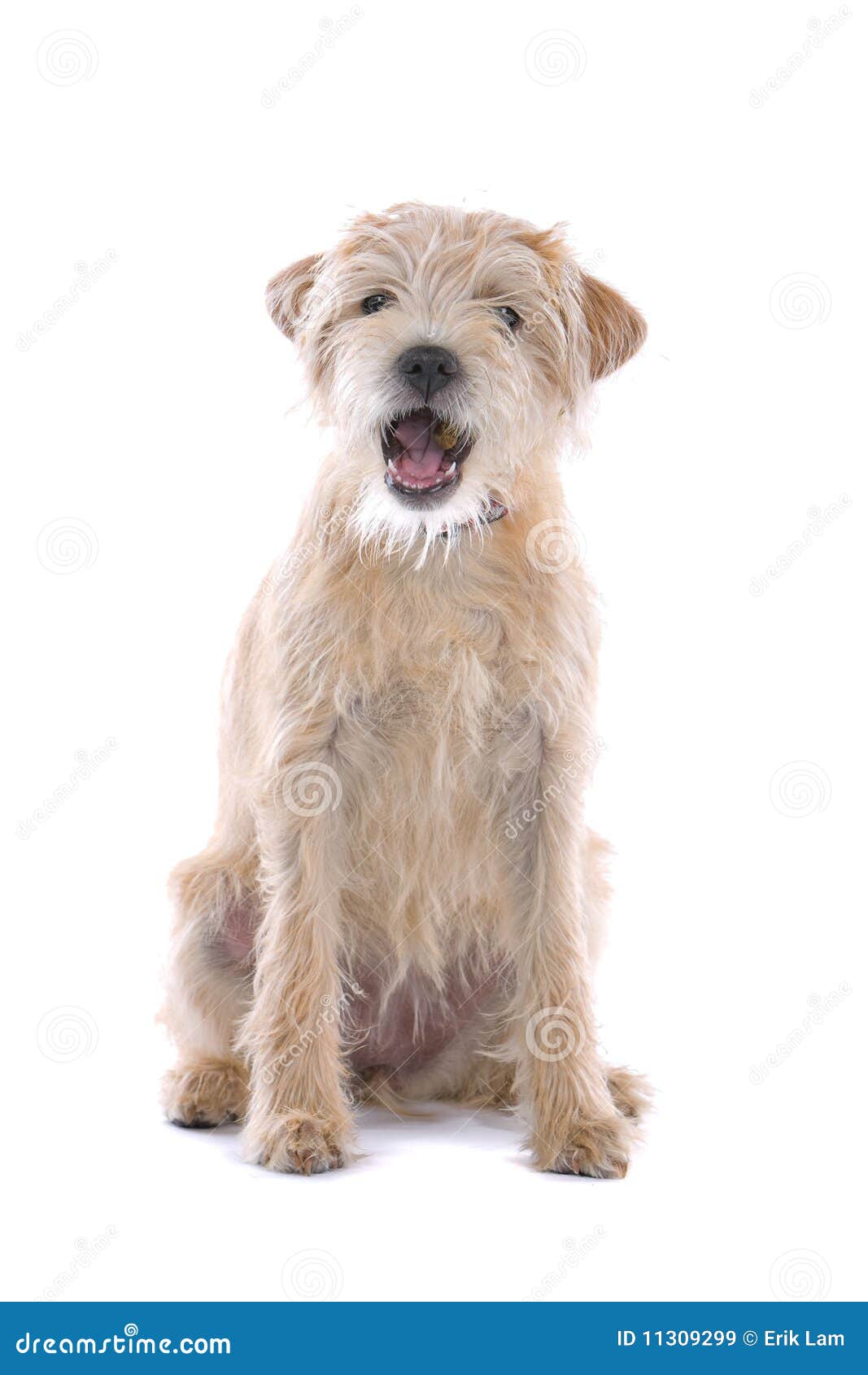 Labrador-Pudel stockbild. Bild von brut, pudel, haarig - 11309299