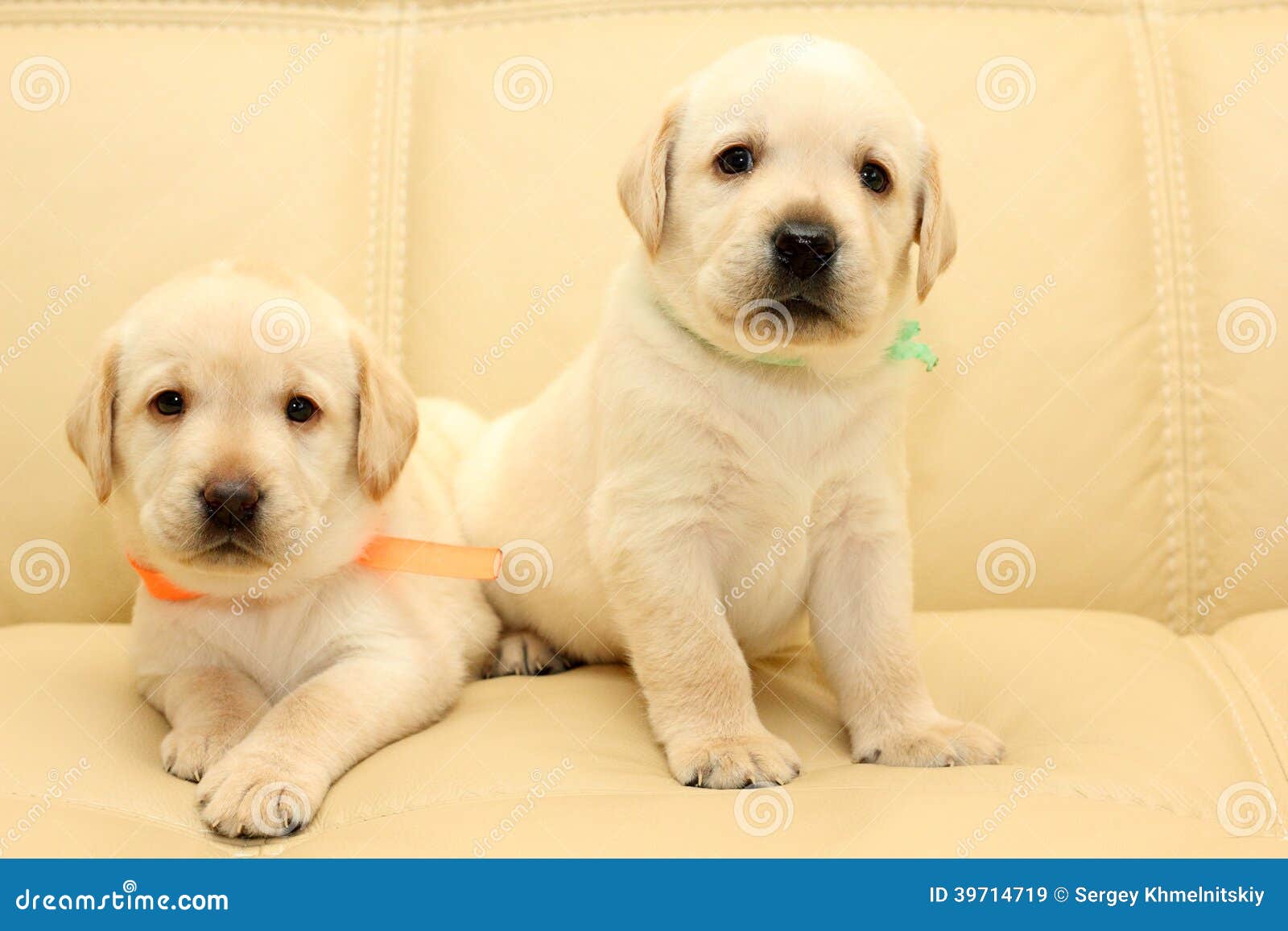Labrador puppies stock image. Image of heart, beauty - 39714719