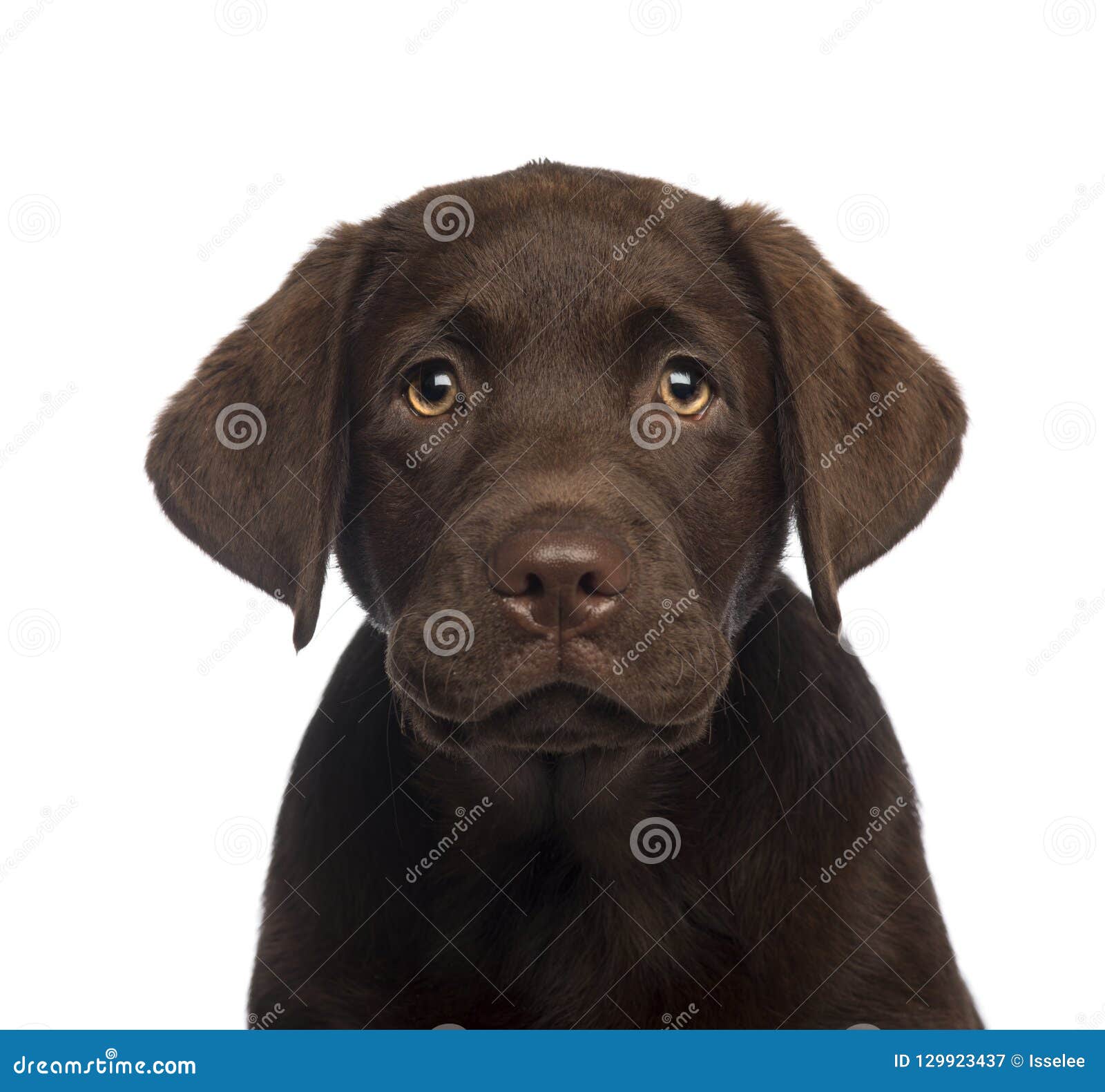 Close-up of a Labrador Retriever Puppy, 2 Months Old Stock Image ...