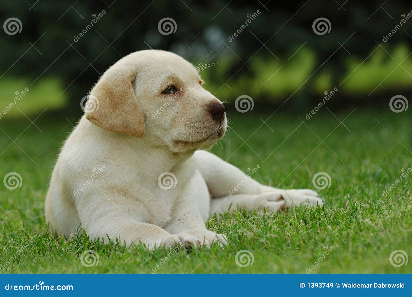 Labrador puppy stock image. Image of labrador, mammals - 1393749