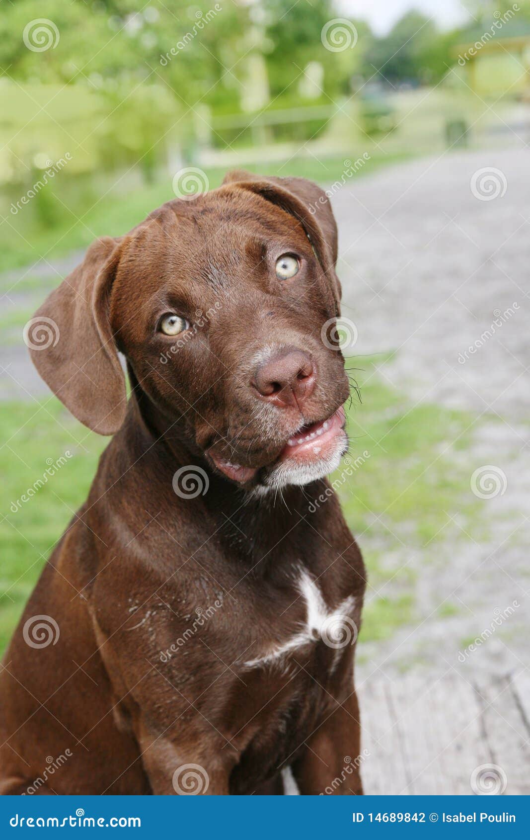Labrador puppy stock photo. Image of face, loyal, brown - 14689842