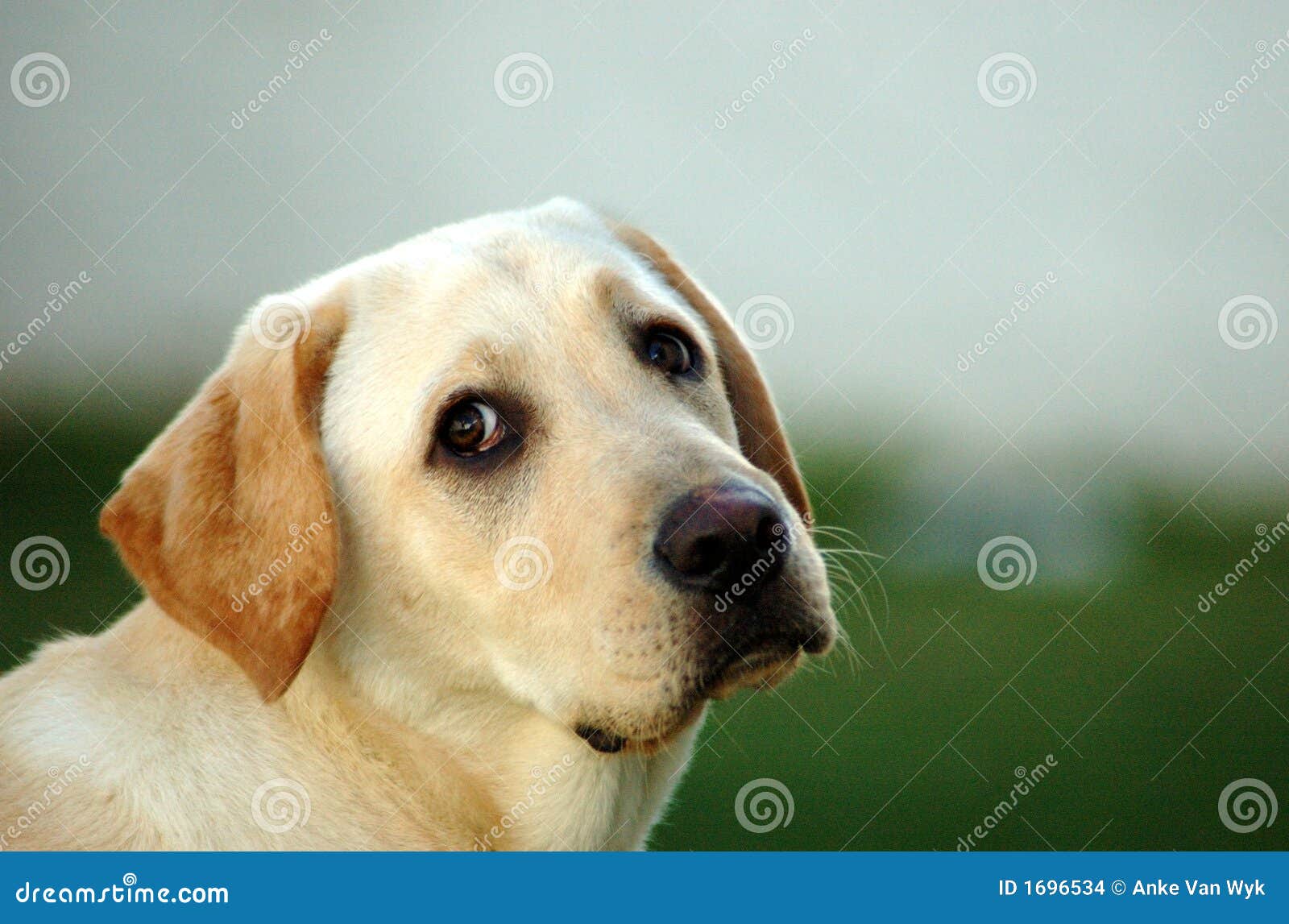 Labrador puppy stock photo. Image of head, beautiful, expression - 1696534