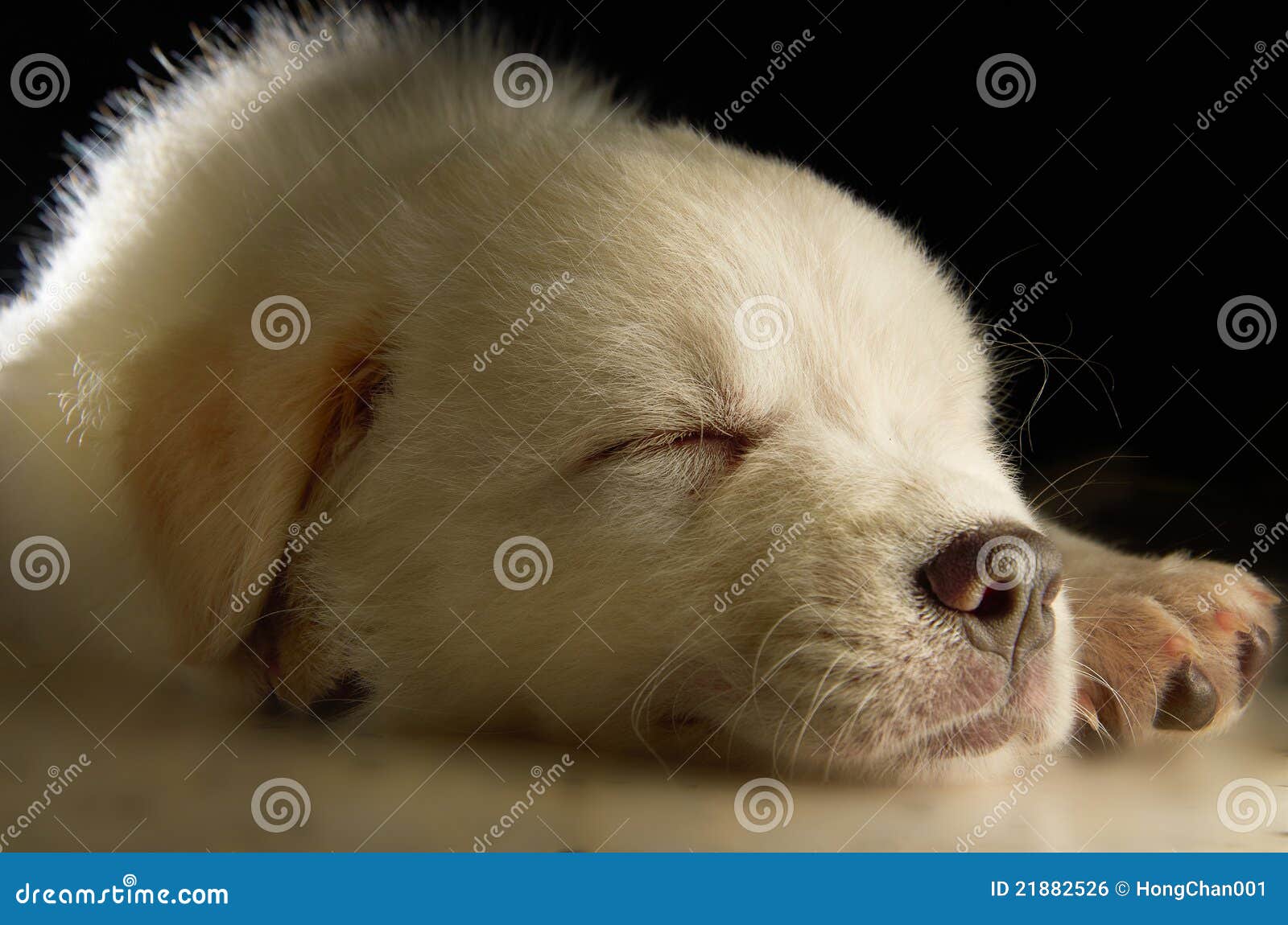 Labrador Puppy stock photo. Image of cute, friend, affectionate - 21882526