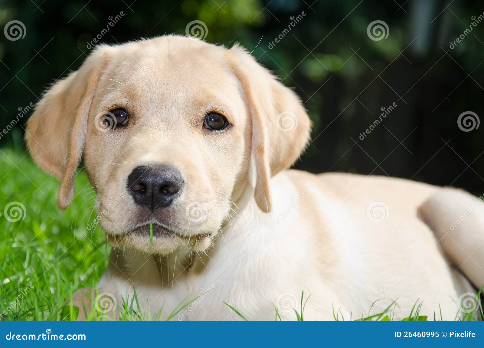Labrador puppy stock image. Image of look, blond, head - 26460995