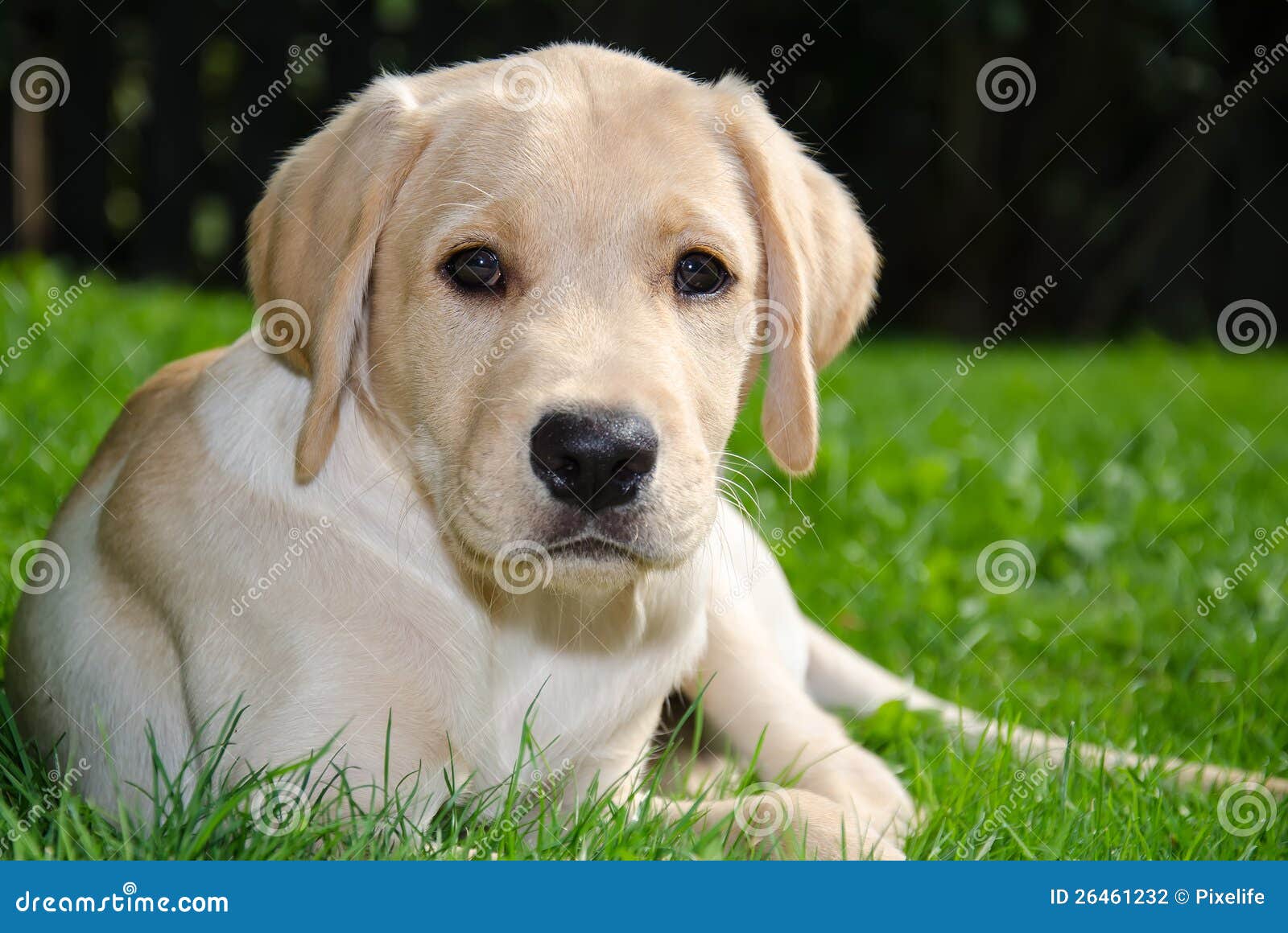 Labrador puppy stock photo. Image of adorable, animal - 26461232