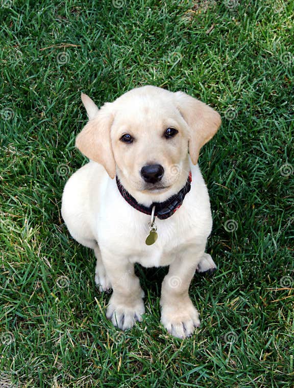 Labrador Puppy stock image. Image of cute, full, canine - 5857333