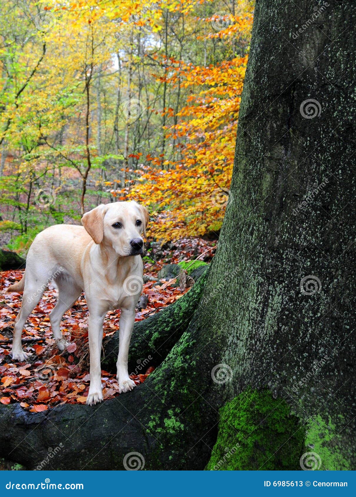Labrador puppy stock image. Image of forest, puppy, alert - 6985613