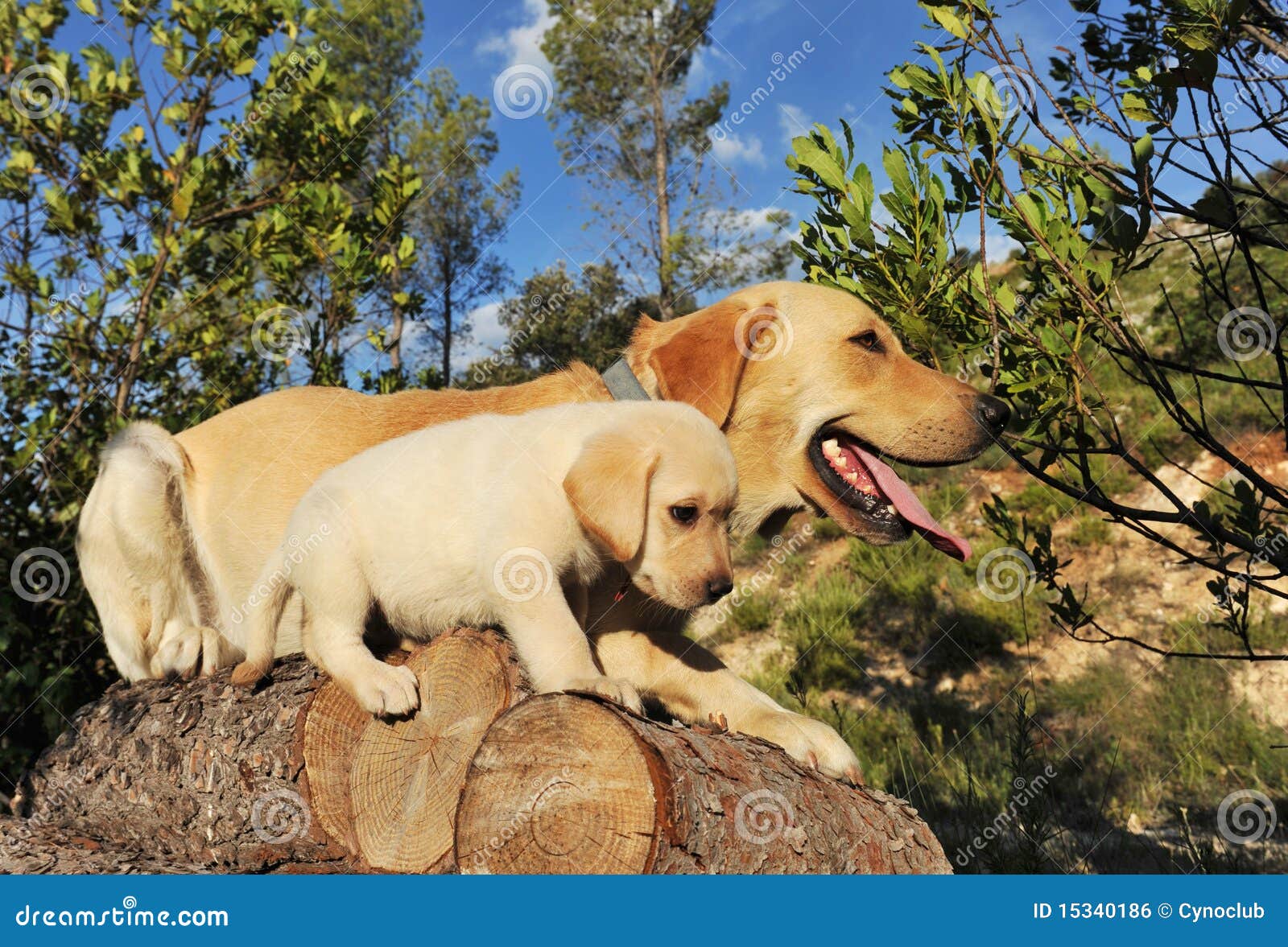 Labrador puppy and adult stock photo. Image of nature - 15340186