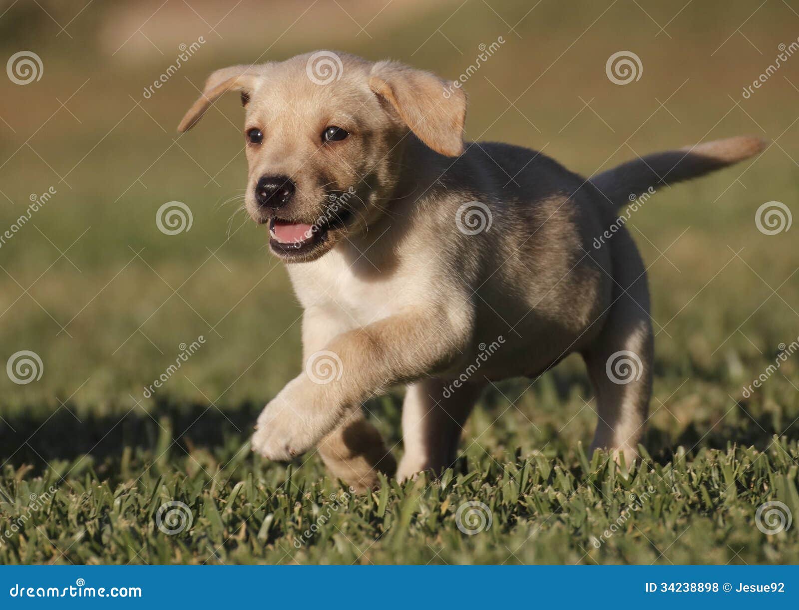 Labrador puppy stock photo. Image of nature, green, cream - 34238898