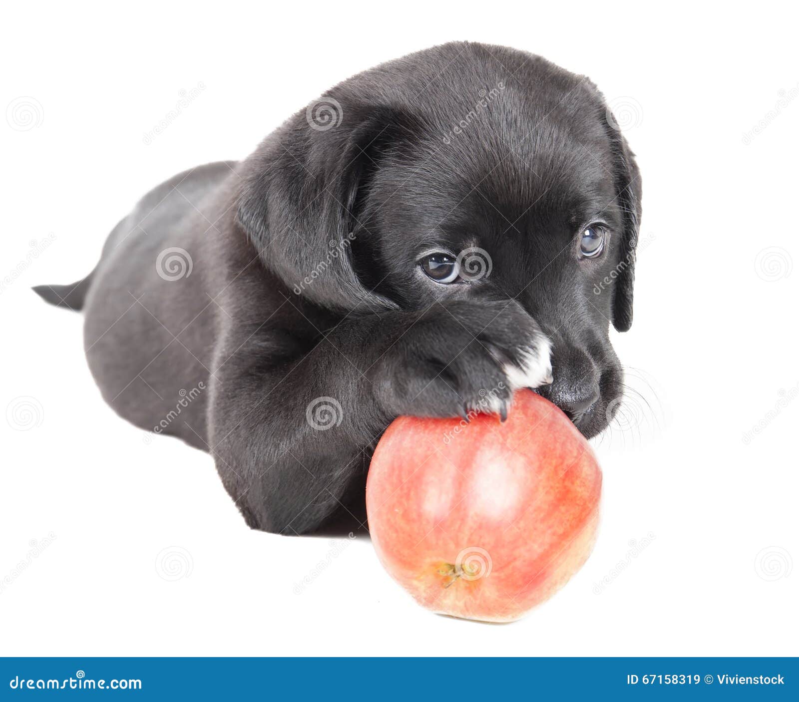 Labrador Puppy with an Apple Stock Image - Image of pretty, resting ...