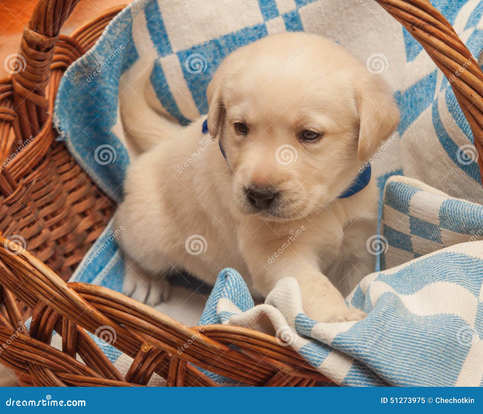 Labrador Puppy in the Basket Stock Image - Image of cute, retriever ...