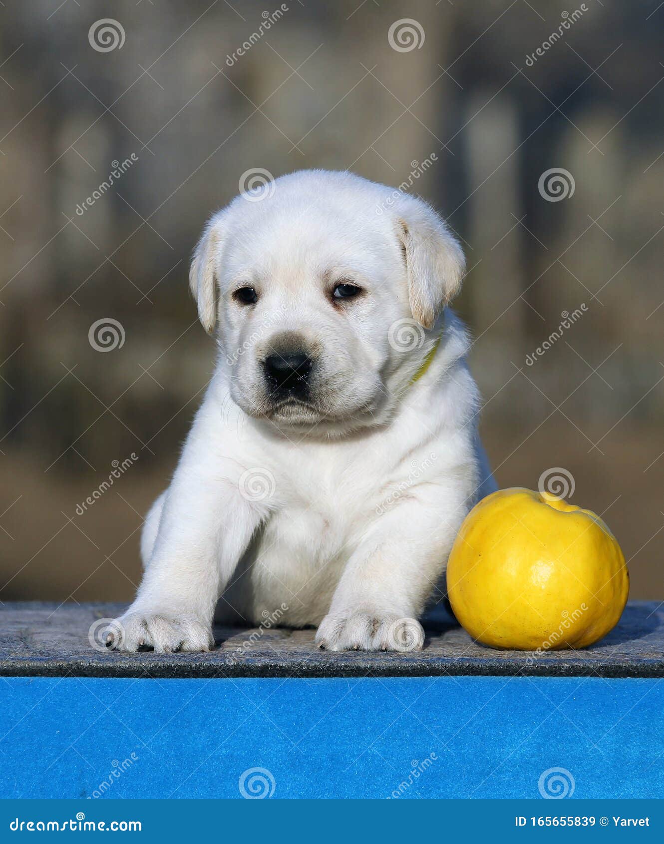 A Labrador Puppy on a Blue Background Stock Image - Image of play ...