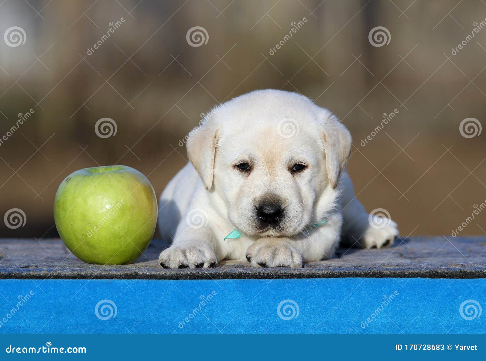 The Labrador Puppy on a Blue Background Stock Image - Image of puppy ...