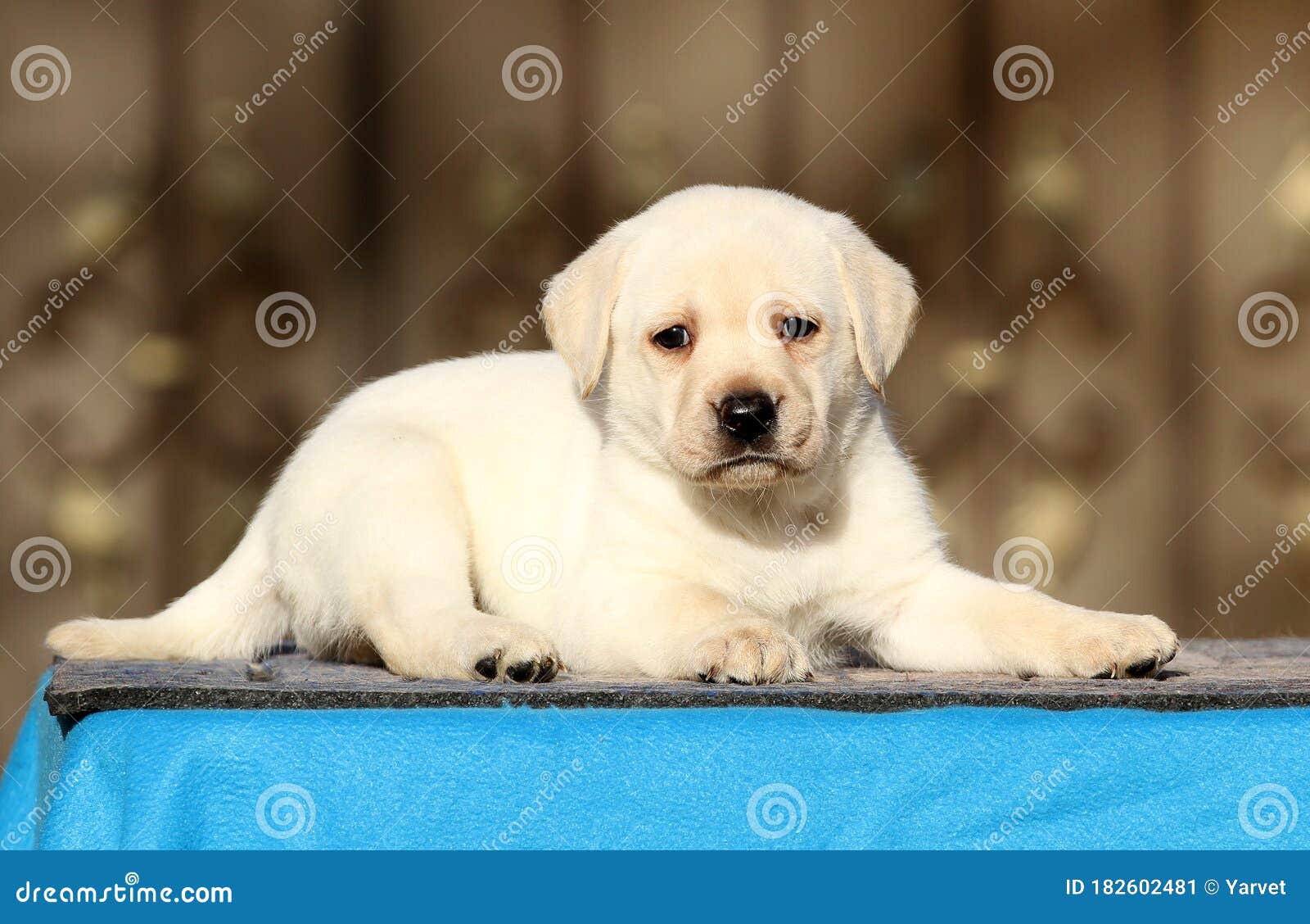 Labrador Puppy on a Blue Background Stock Image - Image of yellow, cute ...