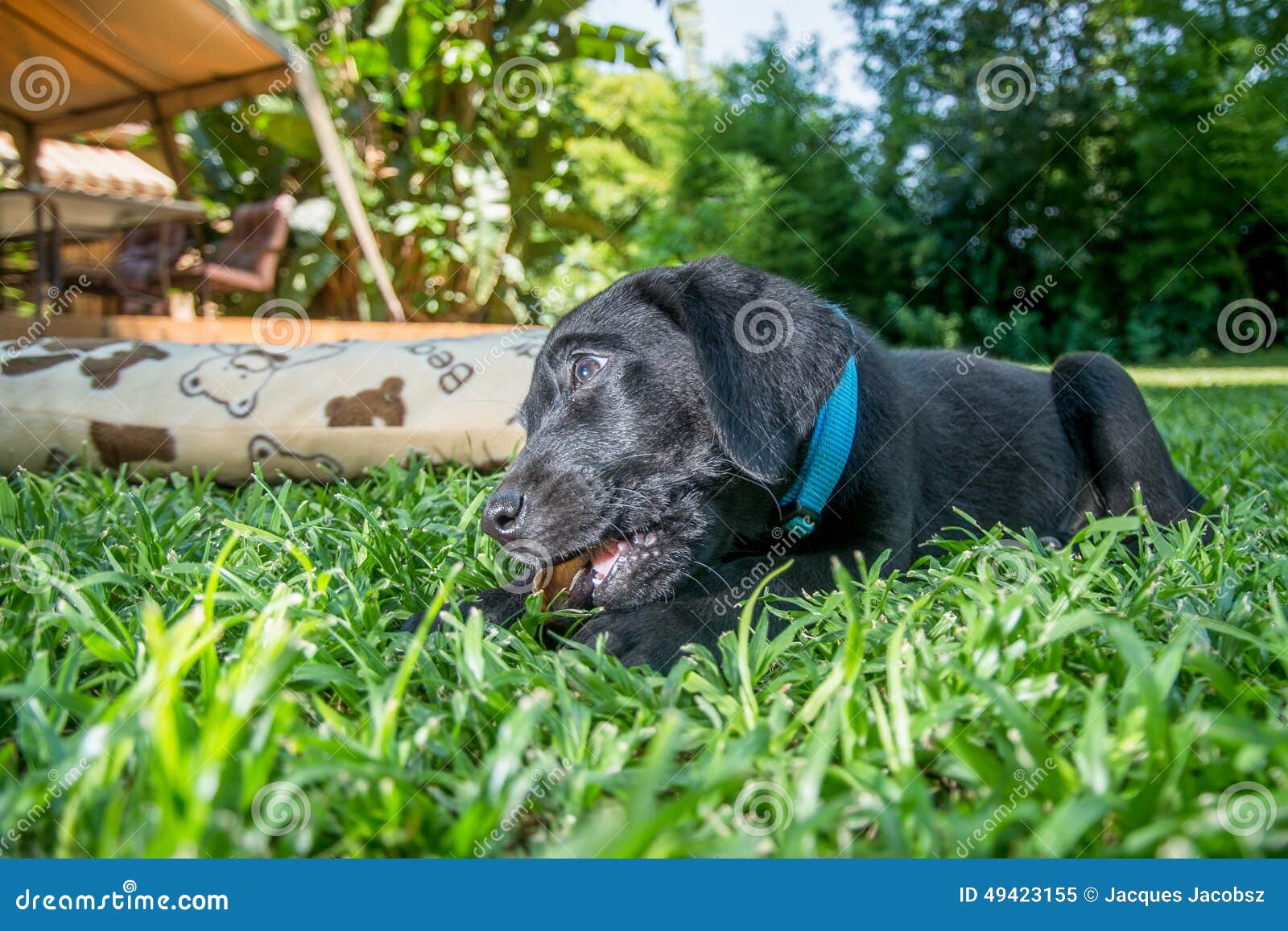 Labrador Pyppy Photos - Free & Royalty-Free Stock Photos from Dreamstime
