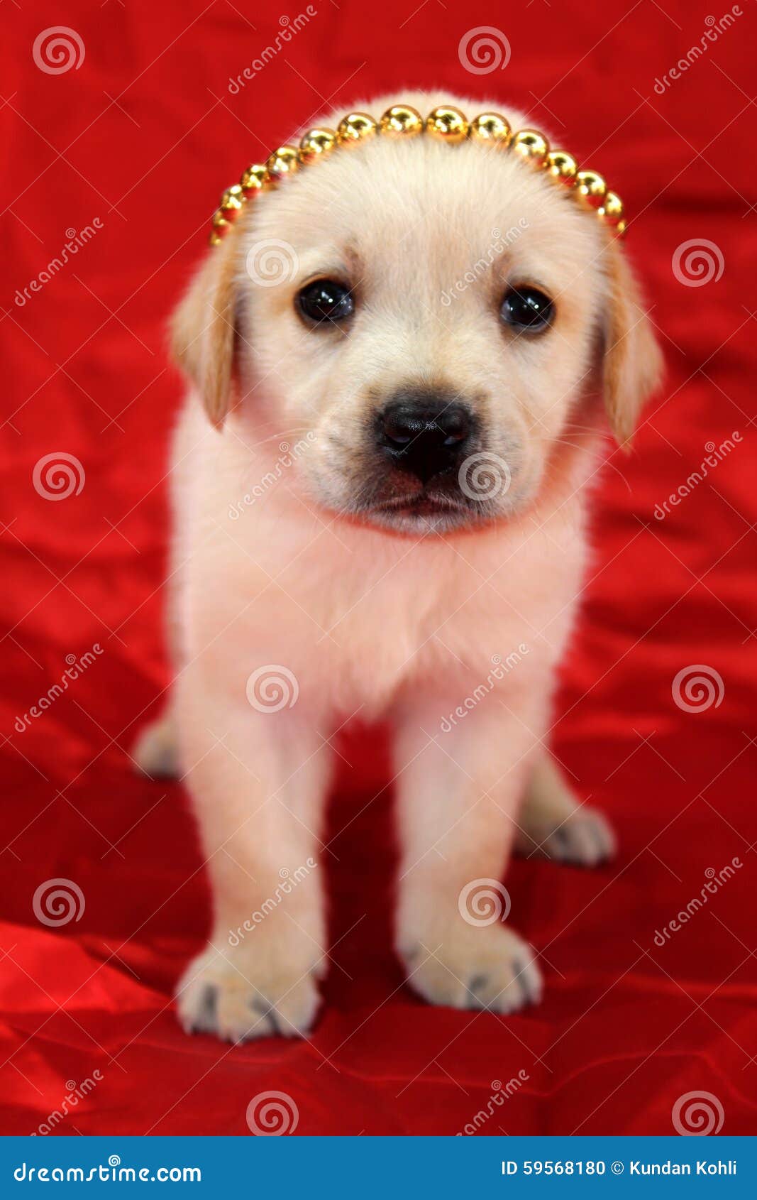 Labrador puppy with crown stock photo. Image of brown - 59568180