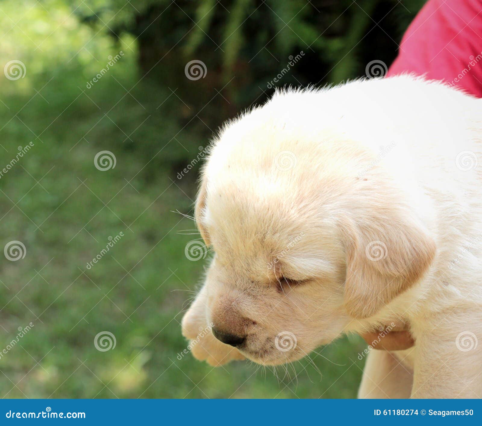 Labrador Puppy Cute One Month Old. Stock Photo - Image of mammal ...