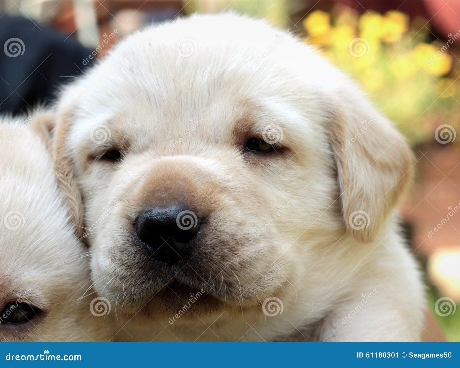 Labrador Puppy Cute One Month Old. Stock Image - Image of golden, home ...