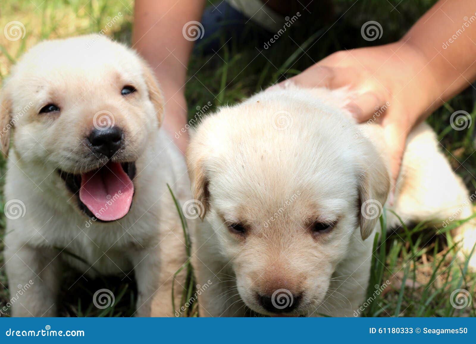 Labrador Puppy Cute One Month Old. Stock Image - Image of home, mammal ...