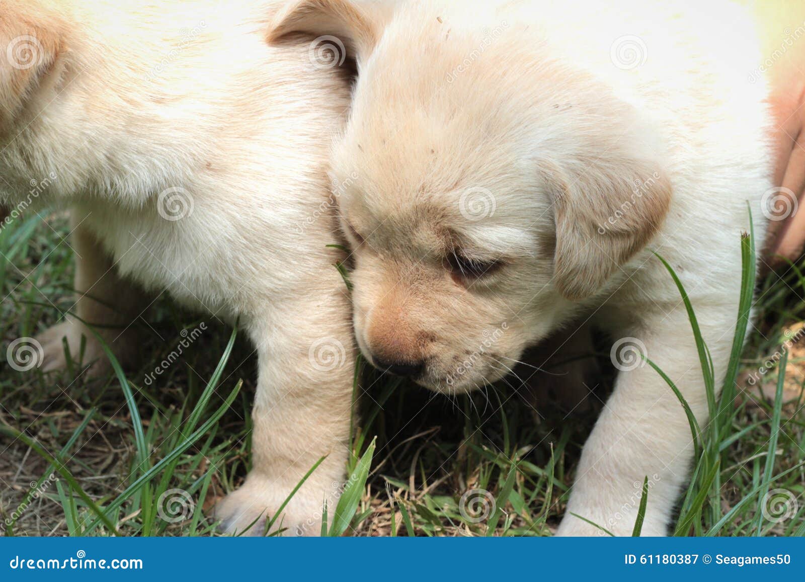 Labrador Puppy Cute One Month Old. Stock Image - Image of studio ...