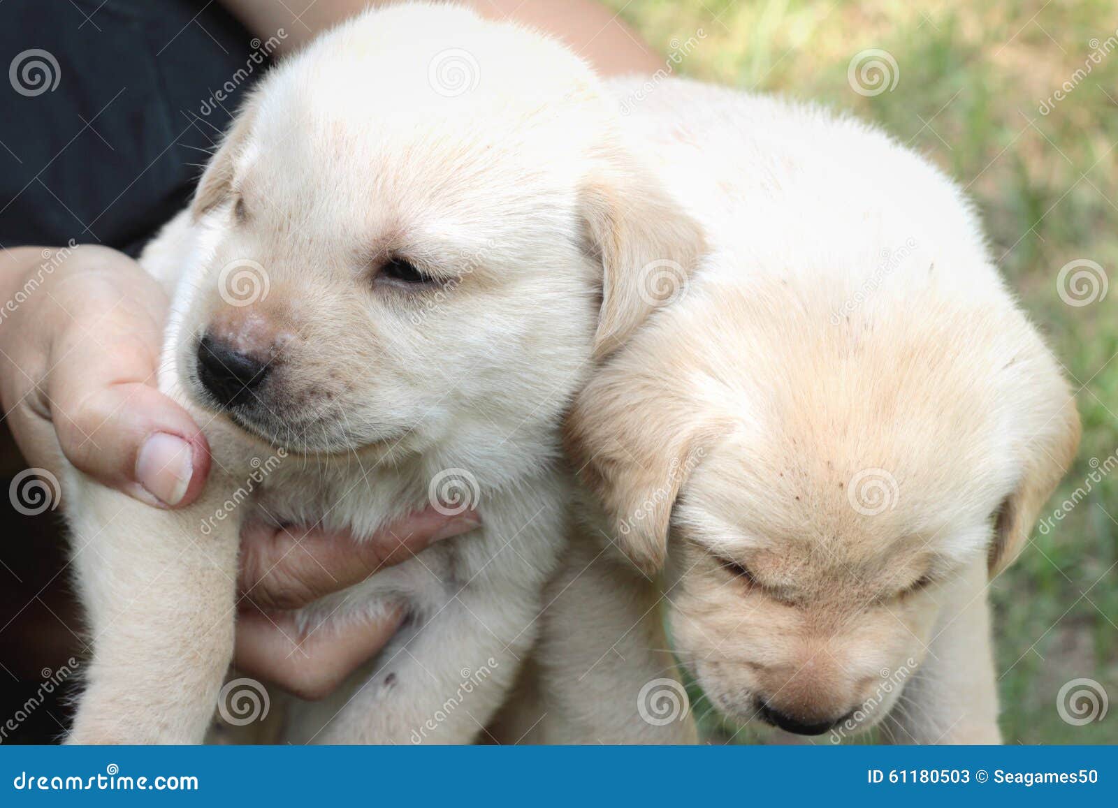 Labrador Puppy Cute One Month Old. Stock Image - Image of portrait ...