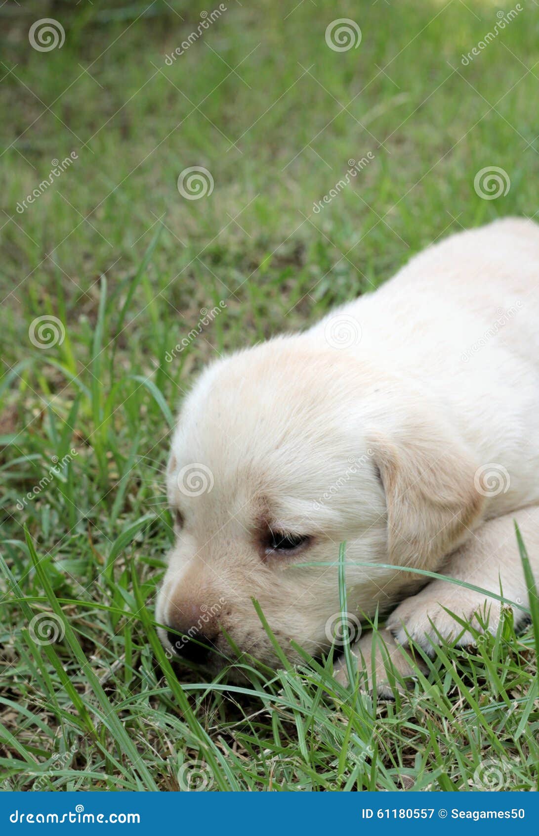 Labrador Puppy Cute One Month Old. Stock Image - Image of canine ...