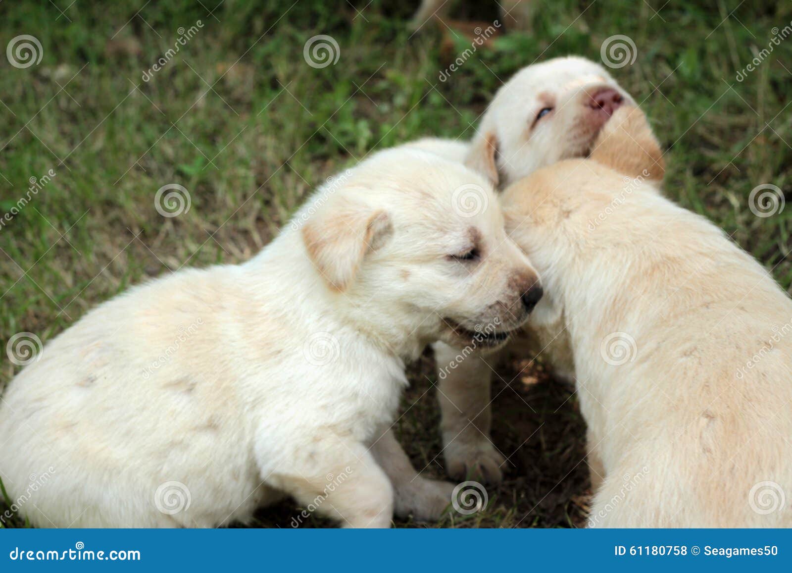 Labrador Puppy Cute One Month Old. Stock Photo - Image of studio ...