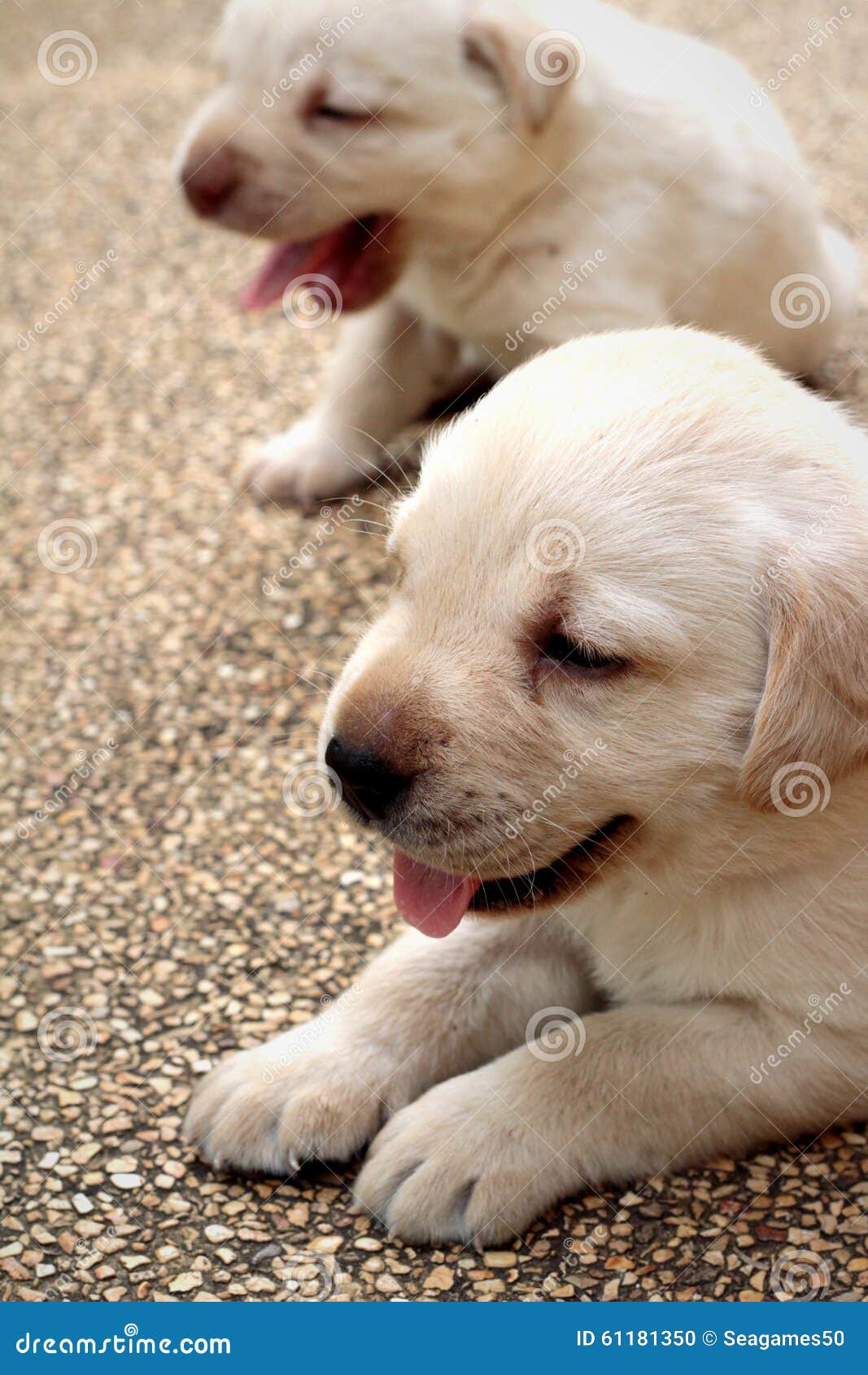 Labrador Puppy Cute One Month Old. Stock Photo - Image of baby, sleep ...