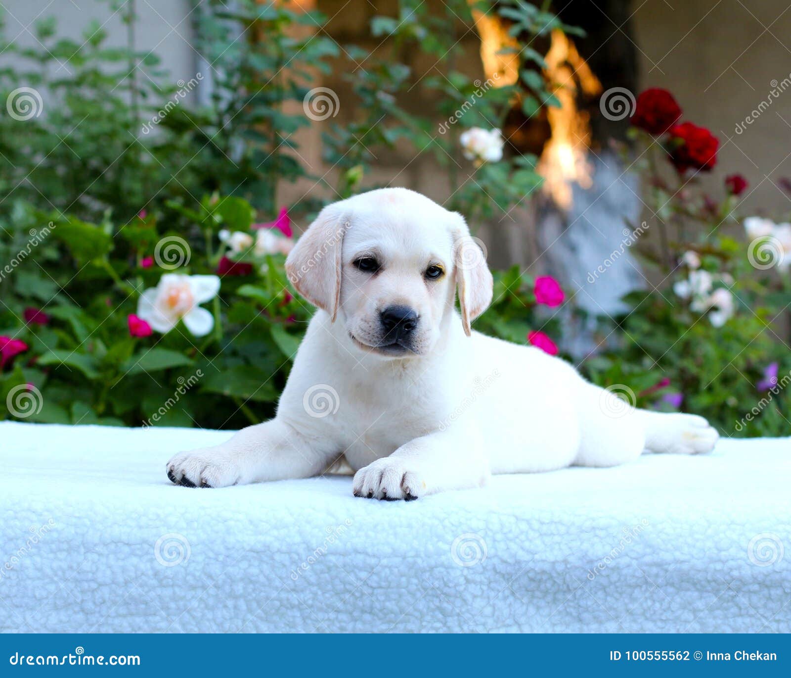 Labrador puppy and flower stock photo. Image of sniffed - 100555562
