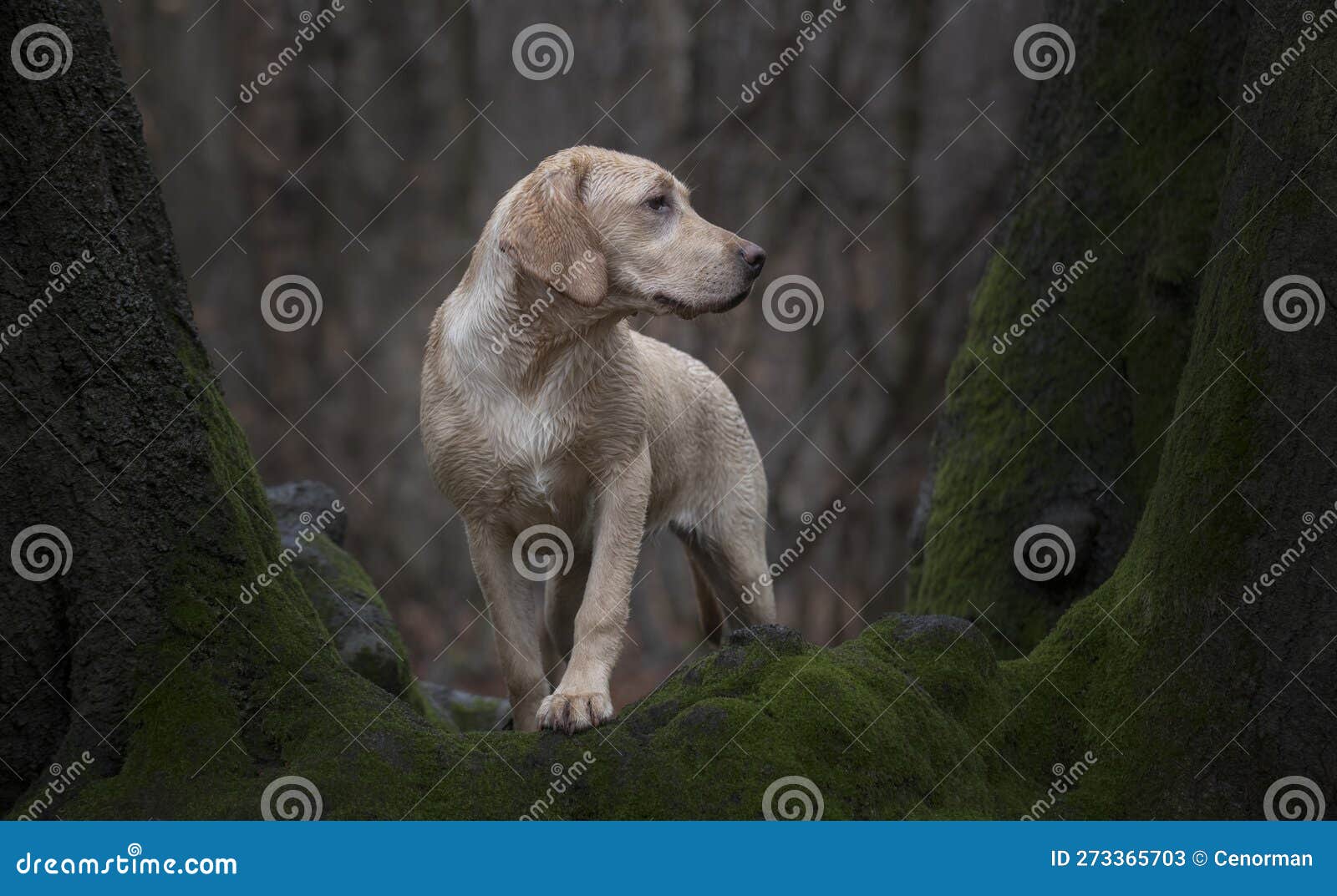 Labrador Puppy in the Forest on a Mossy Tree Stock Image - Image of ...