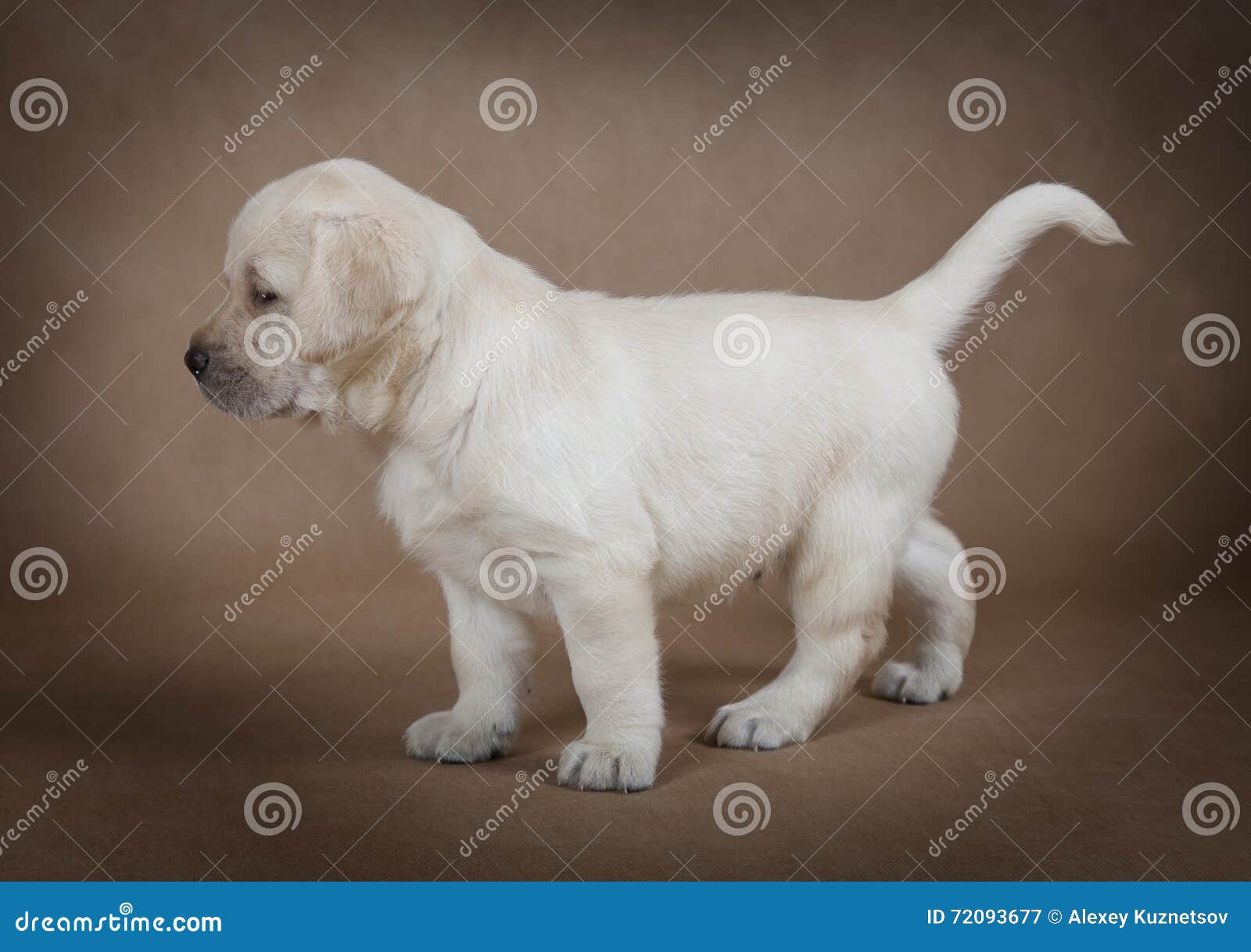Labrador Puppy in Front of Beige Background Stock Image - Image of ...