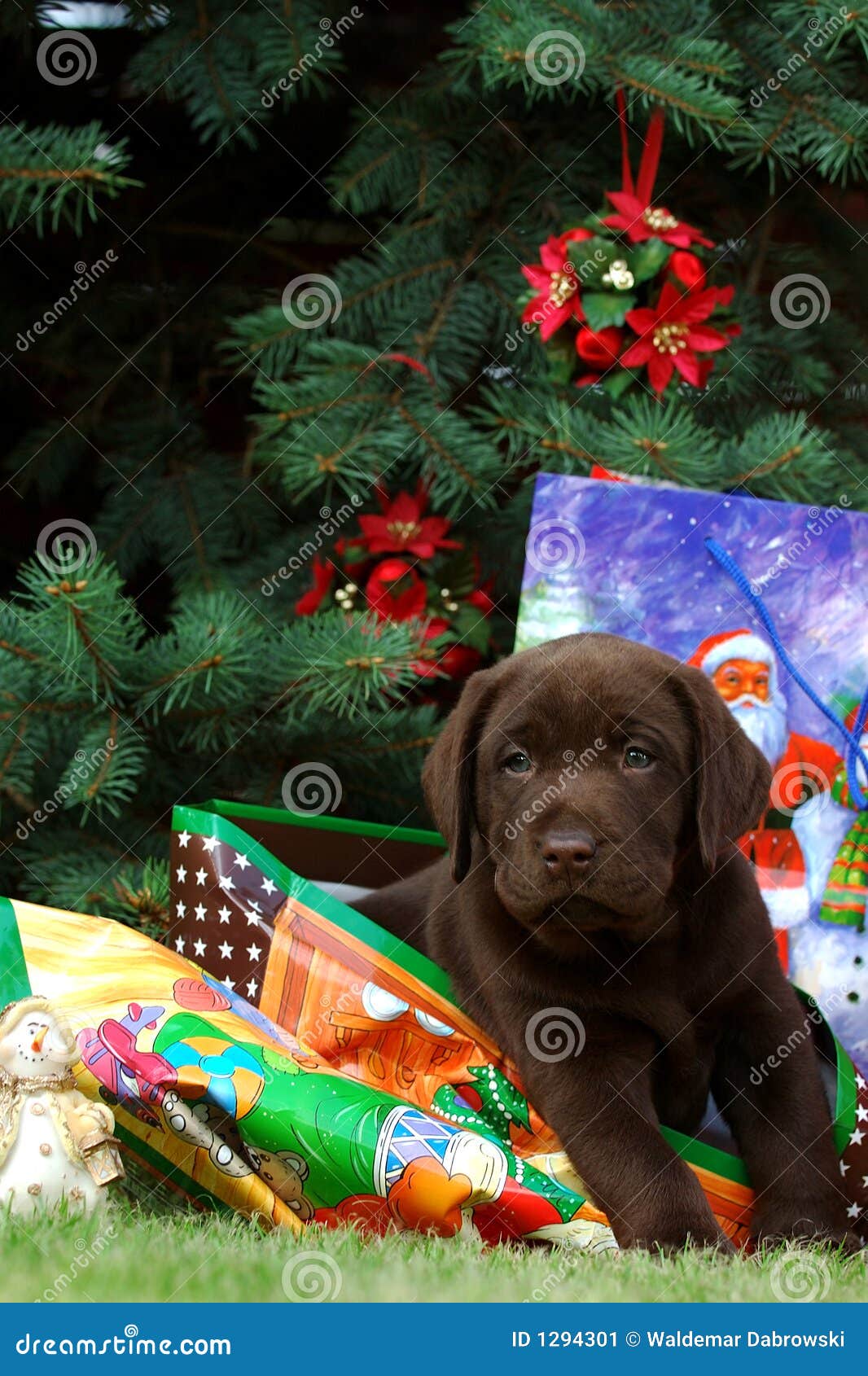 Labrador puppy - gift stock image. Image of holidays, puppy - 1294301