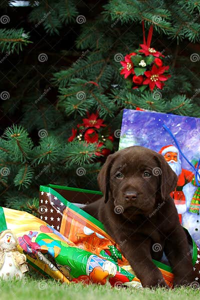 Labrador puppy - gift stock image. Image of holidays, puppy - 1294301