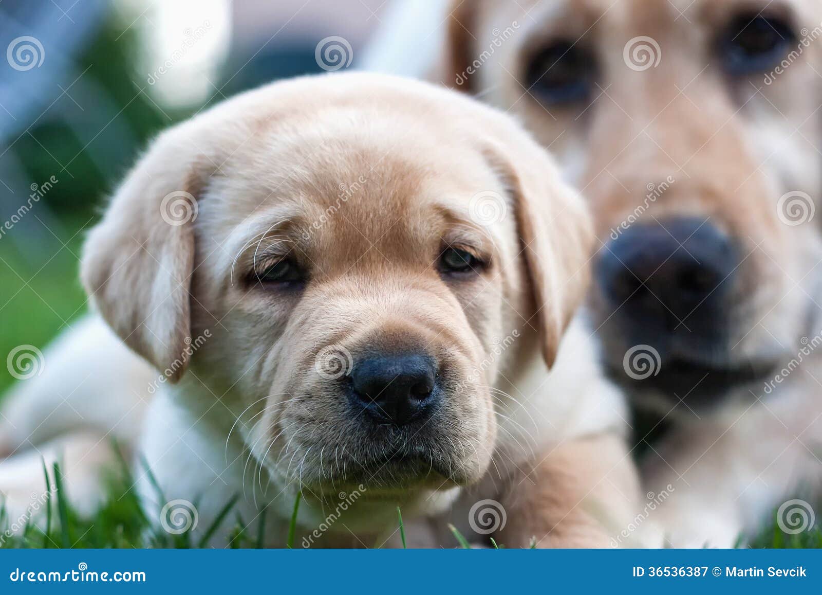 Labrador puppy and his mom stock image. Image of labrador - 36536387