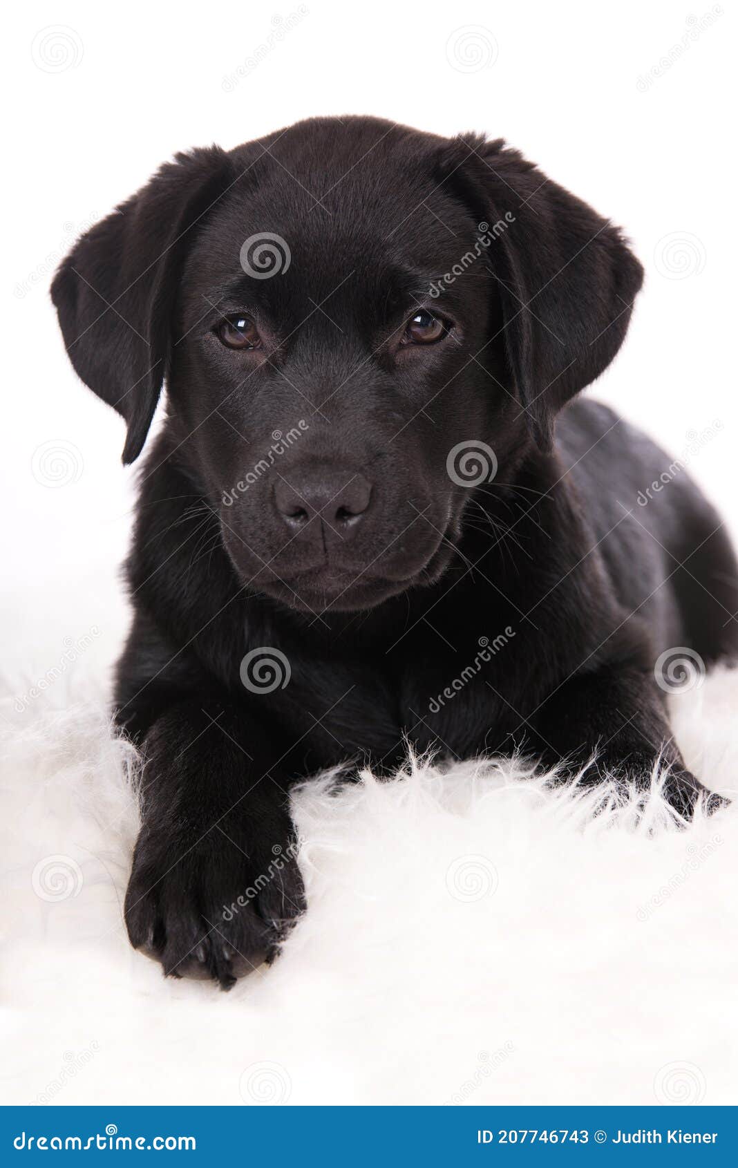 Labrador Puppy Isolated on White Background Stock Image - Image of ...