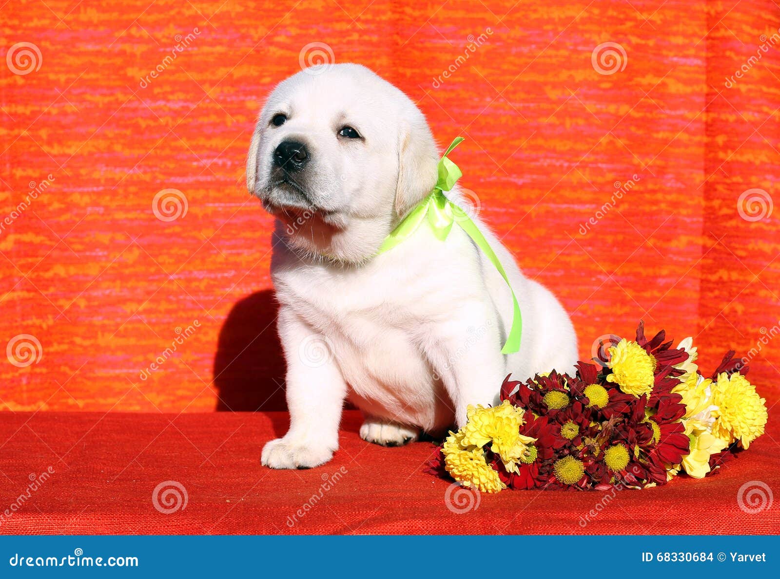 A Labrador Puppy on the Orange Background Stock Photo - Image of ...