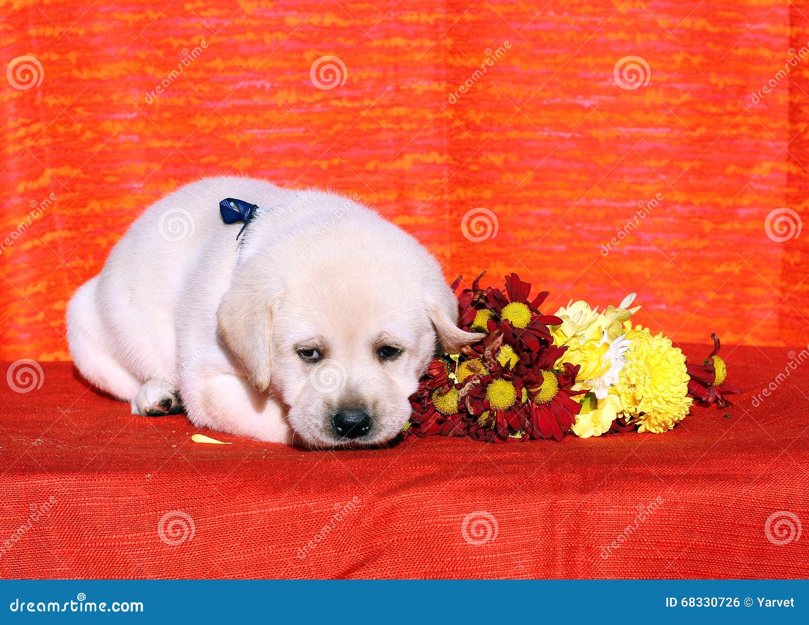 1,570 Labrador Puppy Orange Stock Photos - Free & Royalty-Free Stock ...