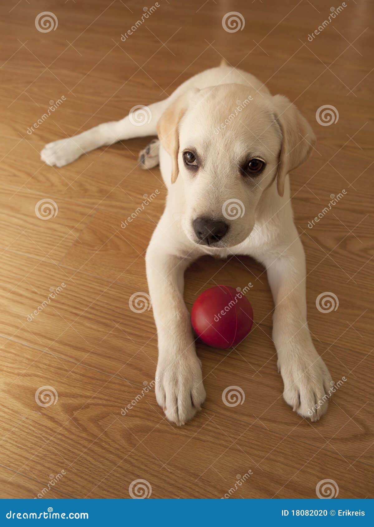 Labrador Puppy playing stock photo. Image of doggy, beautiful - 18082020