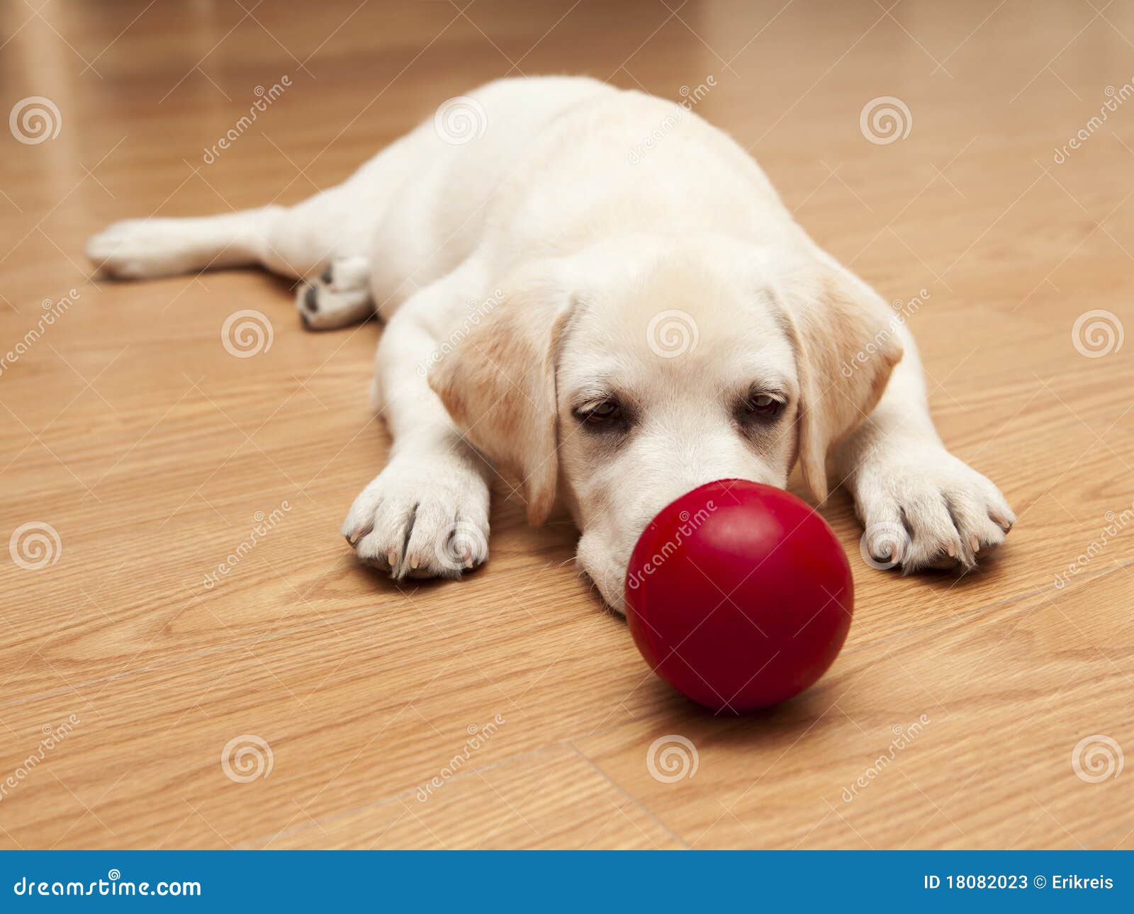 Labrador Puppy playing stock image. Image of playful - 18082023