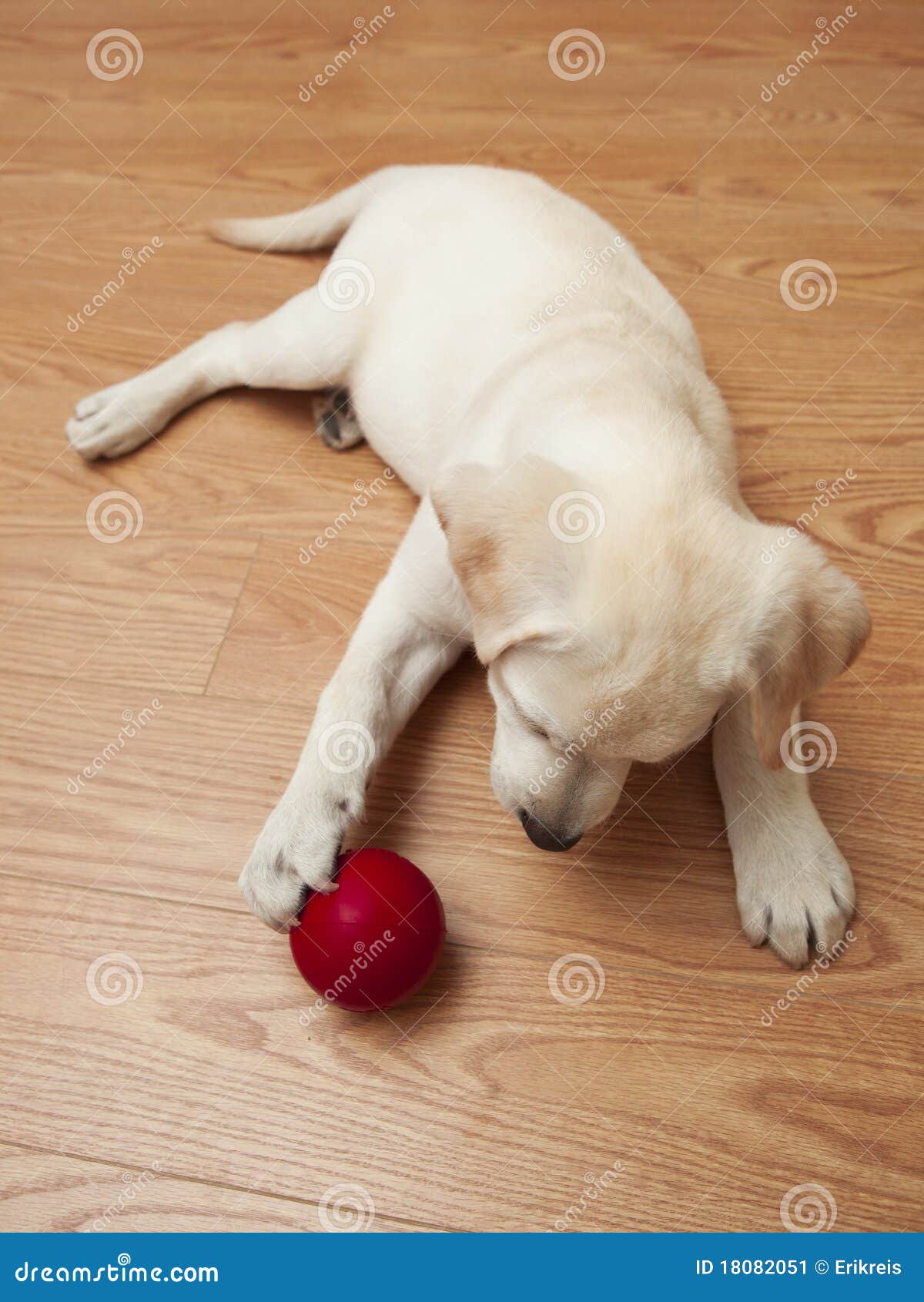 Labrador Puppy playing stock image. Image of doggy, domestic - 18082051