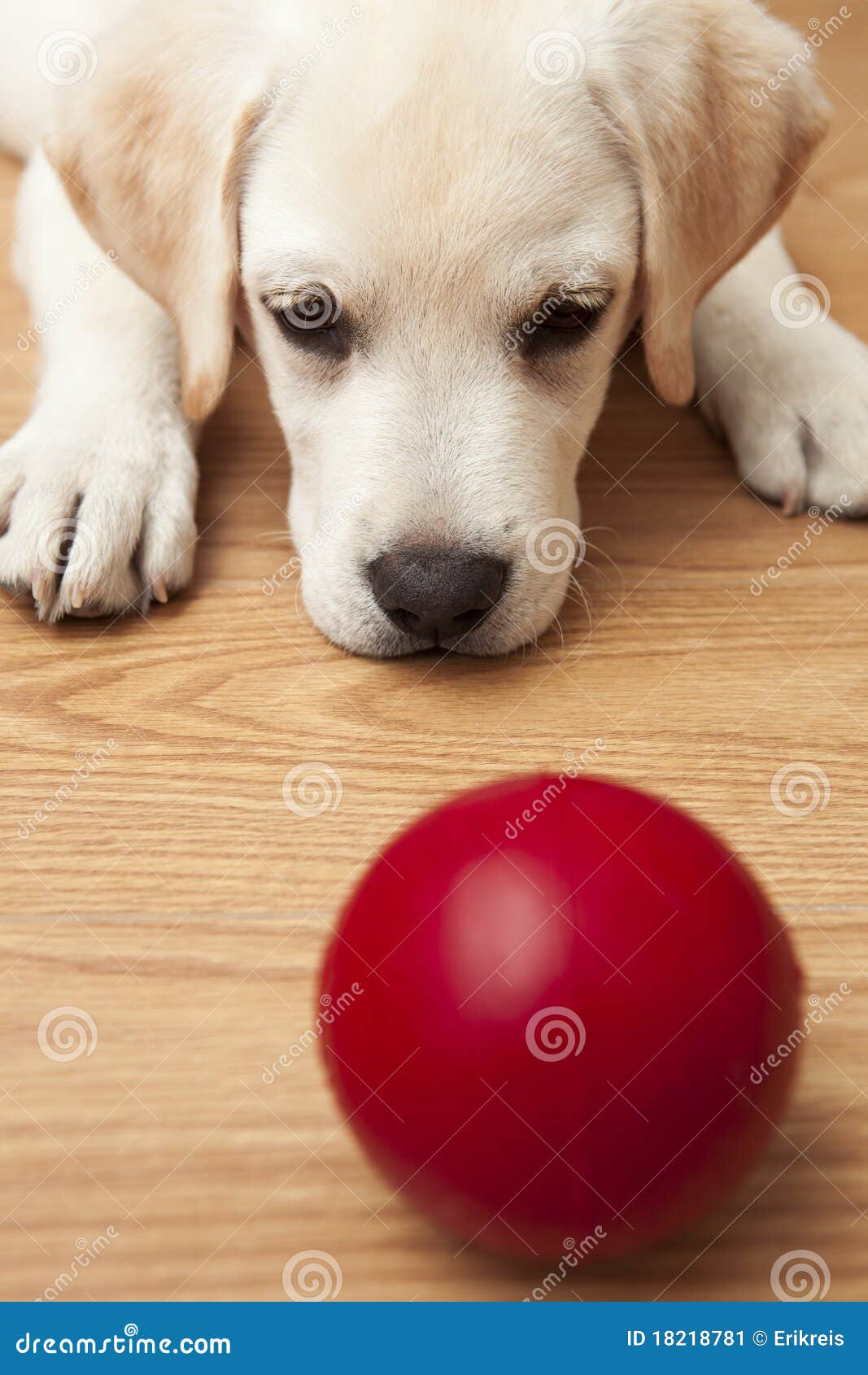 Labrador Puppy playing stock image. Image of playful - 18218781