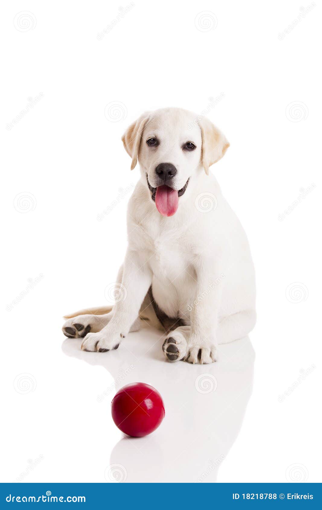 Labrador Puppy playing stock photo. Image of ball, siting - 18218788