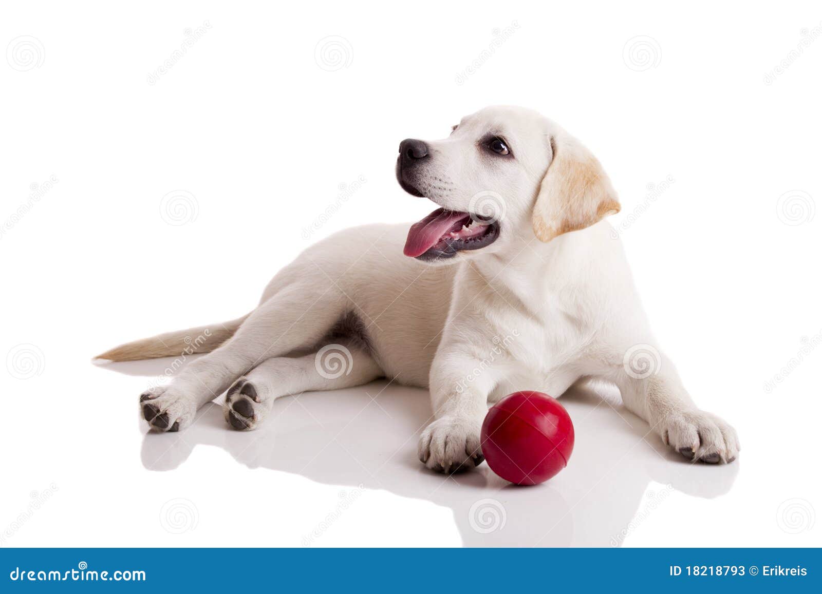 Labrador Puppy playing stock image. Image of canine, nice - 18218793