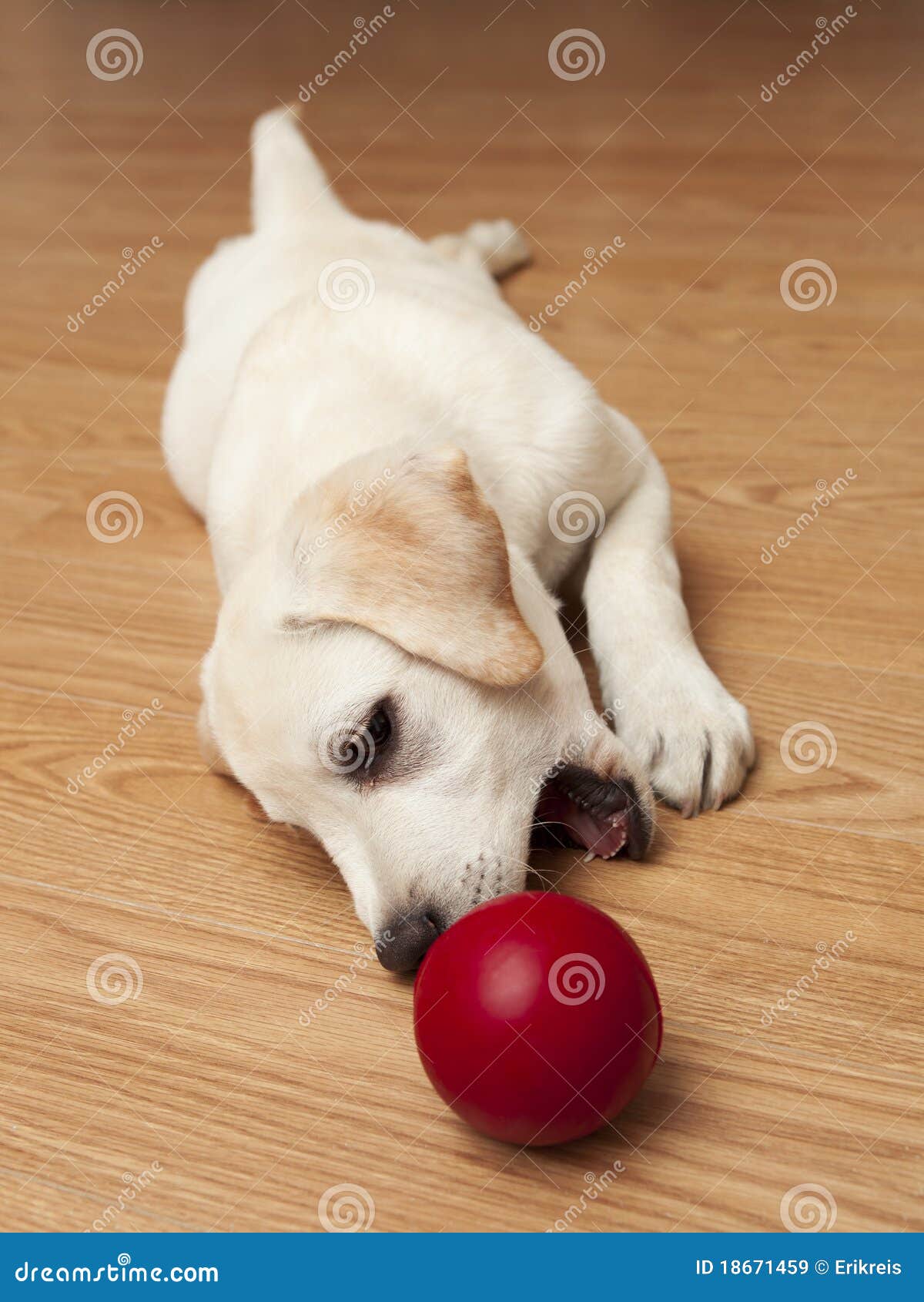 Labrador Puppy playing stock image. Image of lying, mammal - 18671459