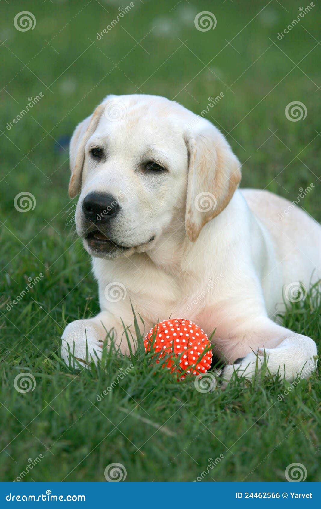 Labrador Puppy Playing with a Ball Stock Photo - Image of black, cute ...