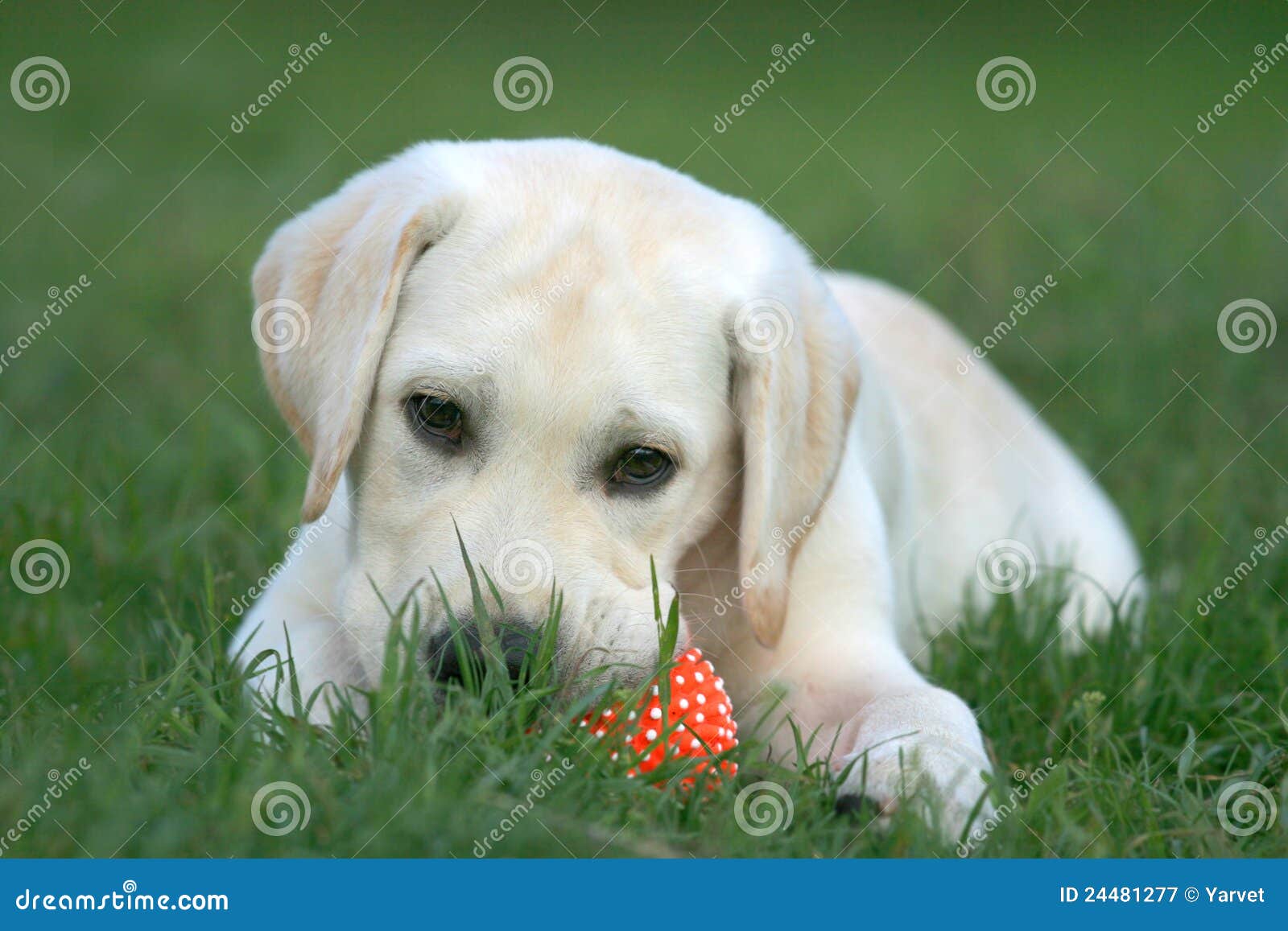 Labrador Puppy Playing with a Ball Stock Image - Image of labrador ...