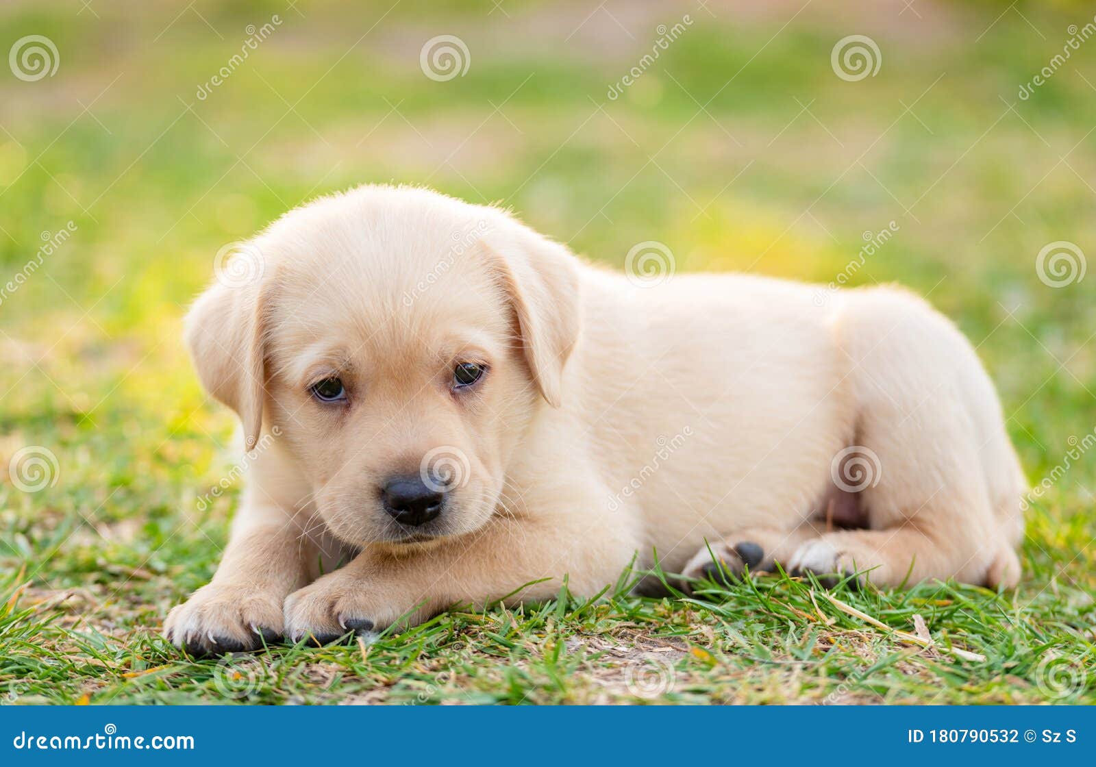 Labrador puppy portrait stock photo. Image of love, breed - 180790532