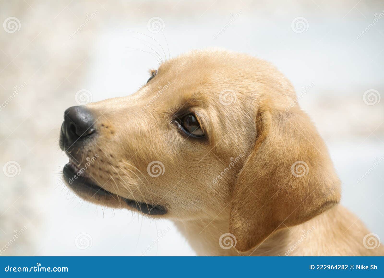 Labrador puppy stock photo. Image of baby, learning - 222964282